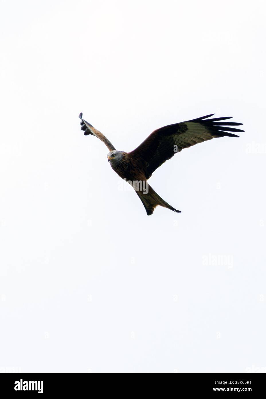 A red kite (Milvus milvus) banking in flight against a bright white sky ...