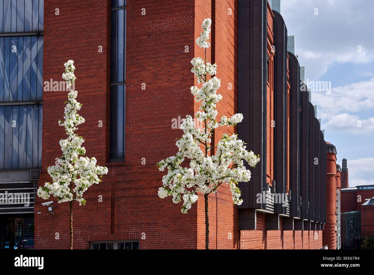 Blossoming fruit trees and historic buildings, renovated red brick ...