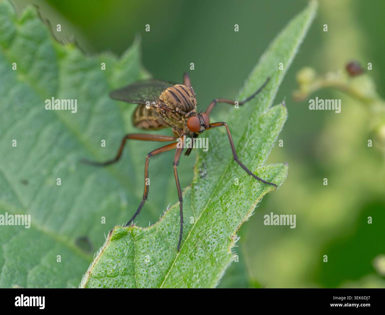 Bio Diversity - Empis tessellata - Macro of a small Dance Fly. High ...
