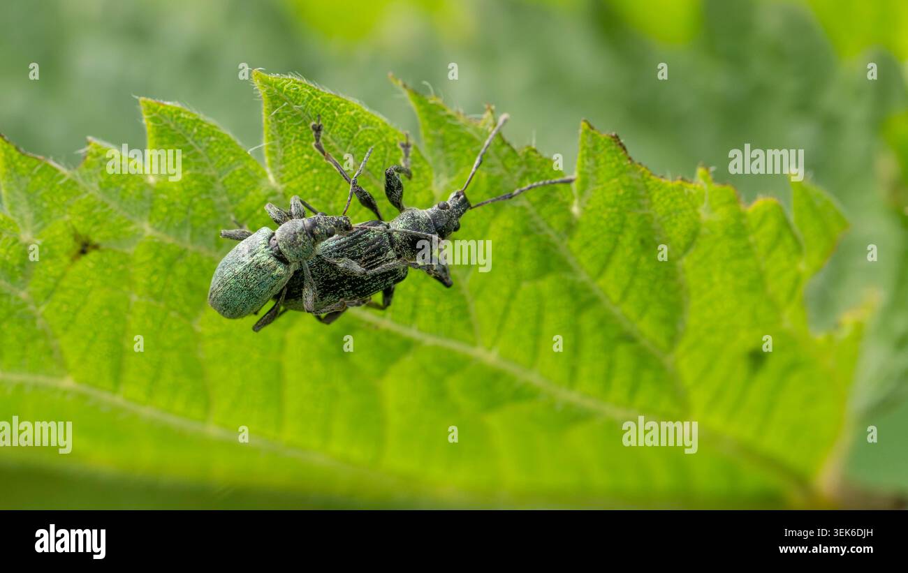 Bio Diversity - Phyllobius pomaceus - Macro of the Paring of Nettle ...