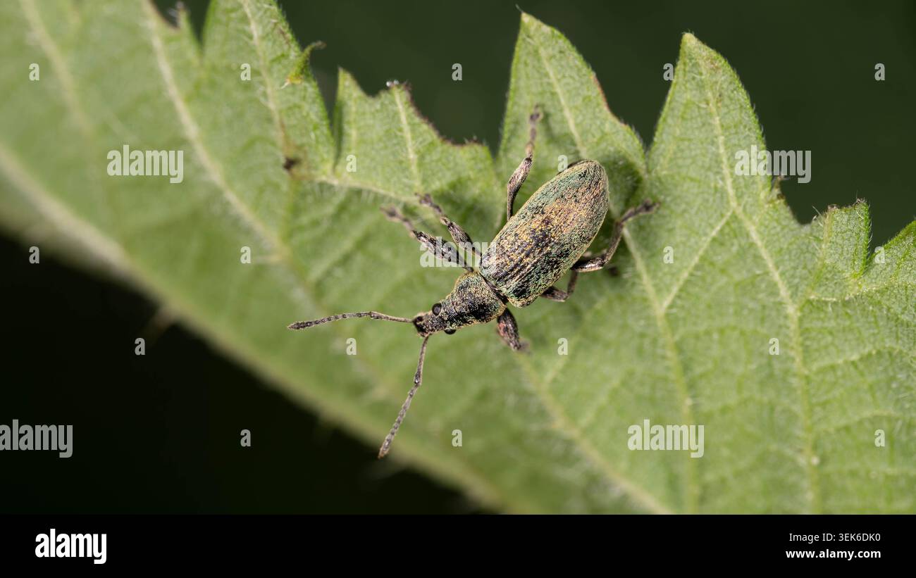 Bio Diversity - Phyllobius pomaceus - Macro of the Nettle Weevil. High ...