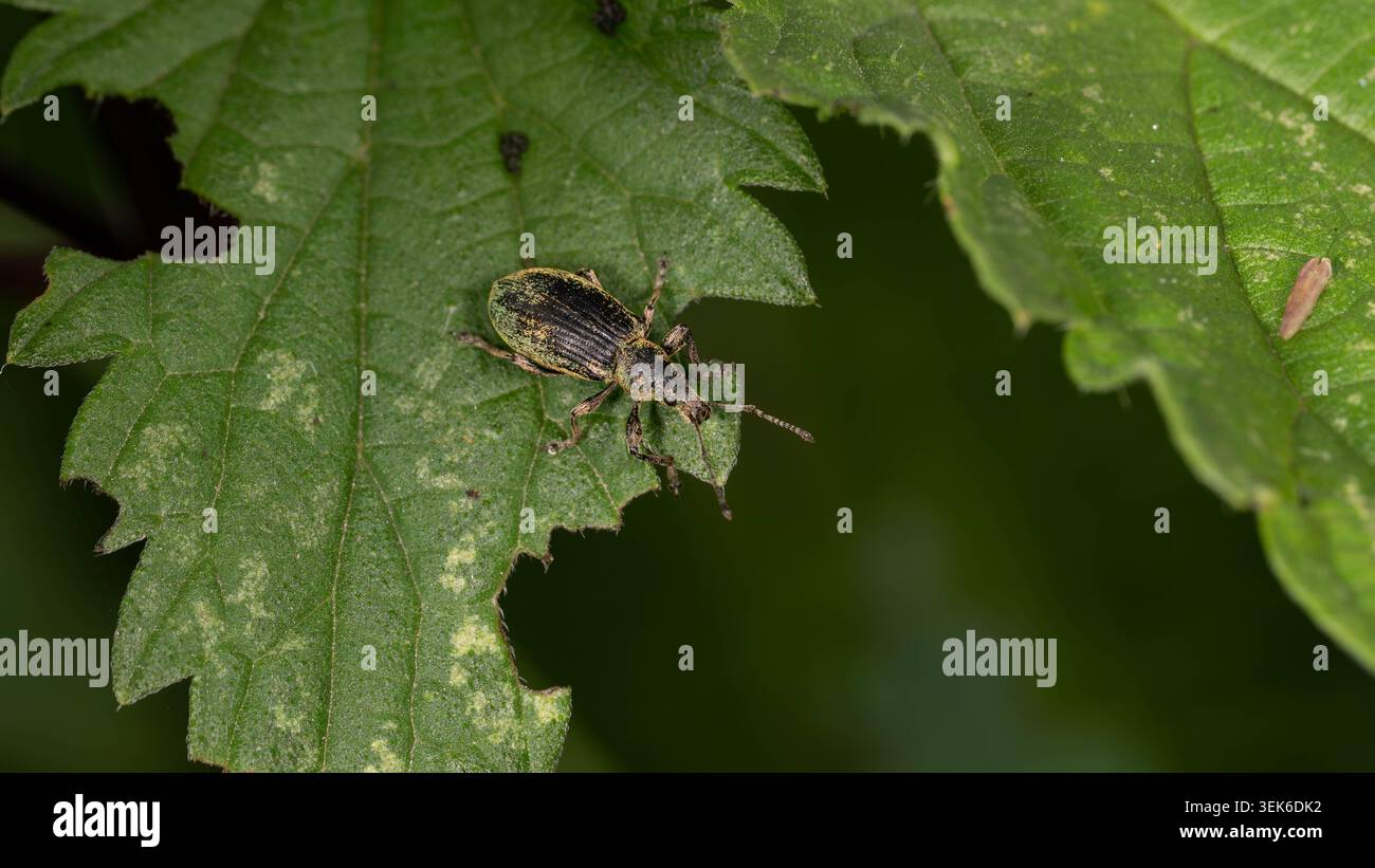 Bio Diversity - Phyllobius pomaceus - Macro of the Nettle Weevil. High ...