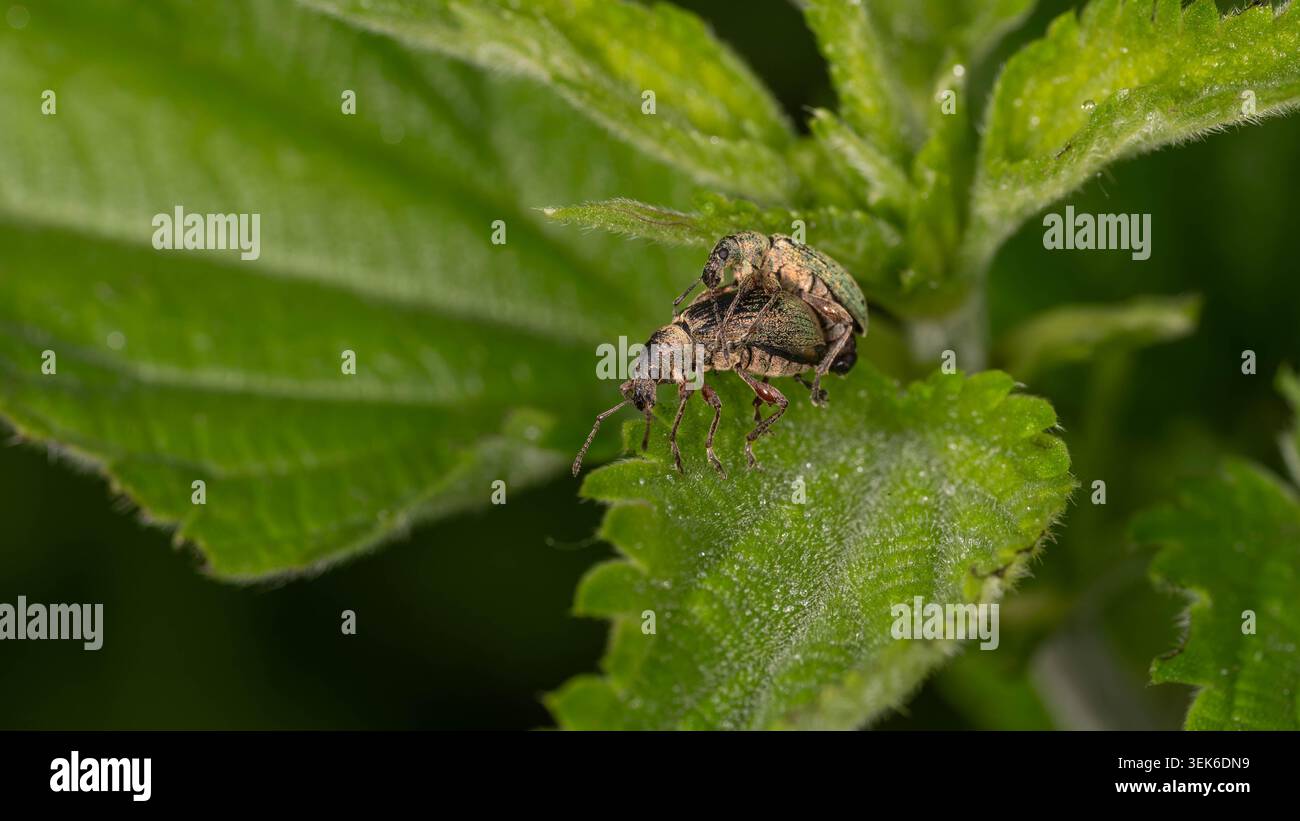 Bio Diversity - Phyllobius pomaceus - Macro of the Paring of Nettle ...