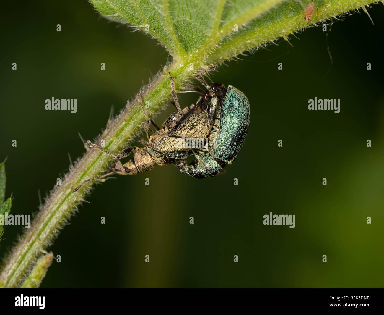 Bio Diversity - Phyllobius pomaceus - Macro of the Paring of Nettle ...
