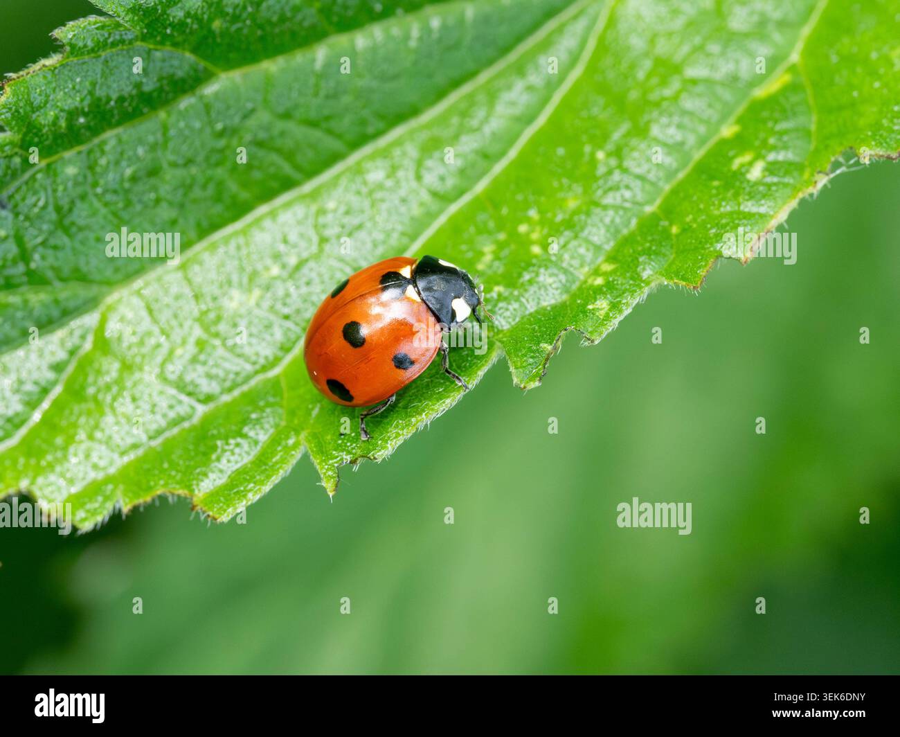 Bio Diversity - Coccinella septempunctata - Ladybug on a Green Leaf ...