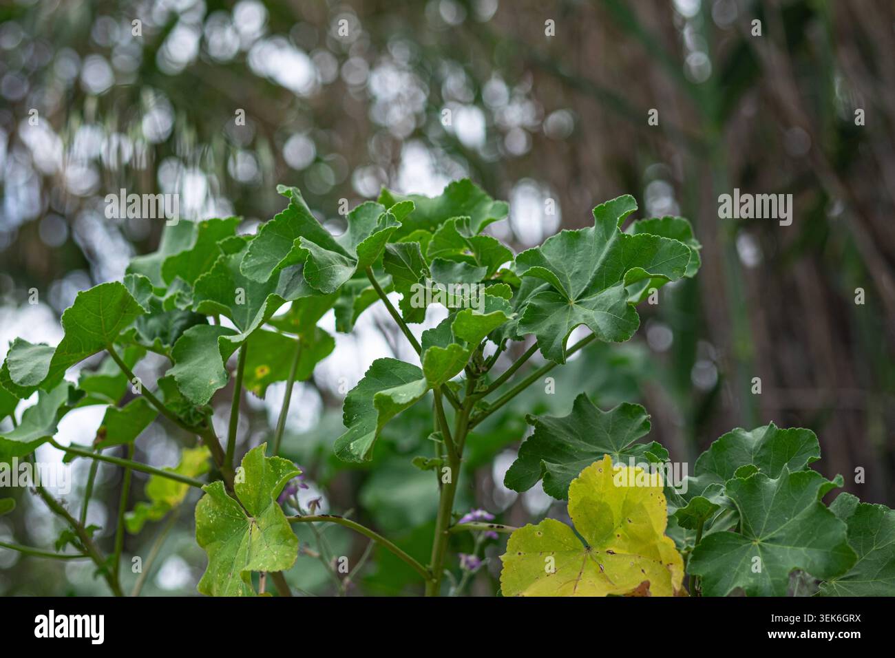 Baumfoermige Strauchmalve in Nea Artaki am 16. Mai 2026. GREECE ...