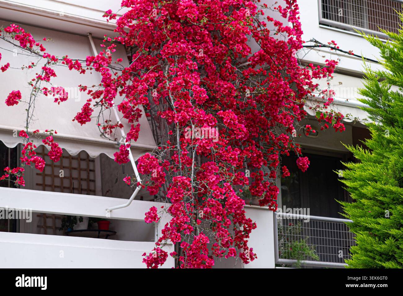 Drillingsblumen, Bougainvillea, erfreuen sich in Griechenland grosser ...