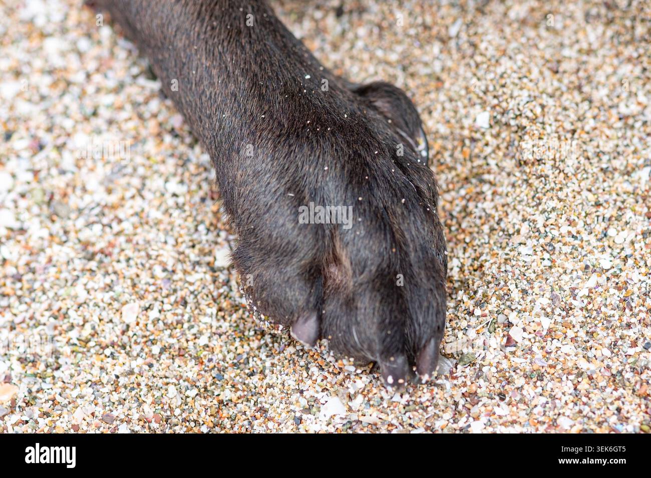 Eine Hundepfote im Sand des Strandes von Nea Artaki am 16. Mai 2026 ...