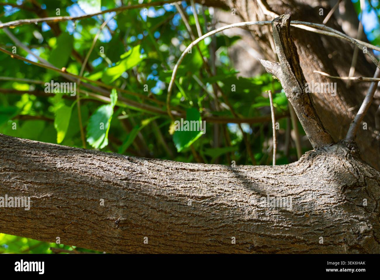 Close-up of a tree branch with rough bark and broken twig, surrounded ...