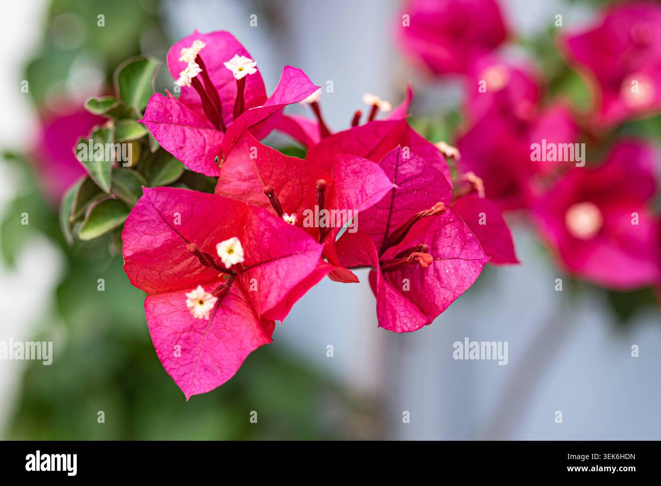 Drillingsblumen, Bougainvillea, erfreuen sich in Griechenland grosser ...
