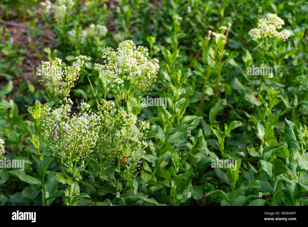 Close-up of small white flowers blooming among lush green leaves in a ...