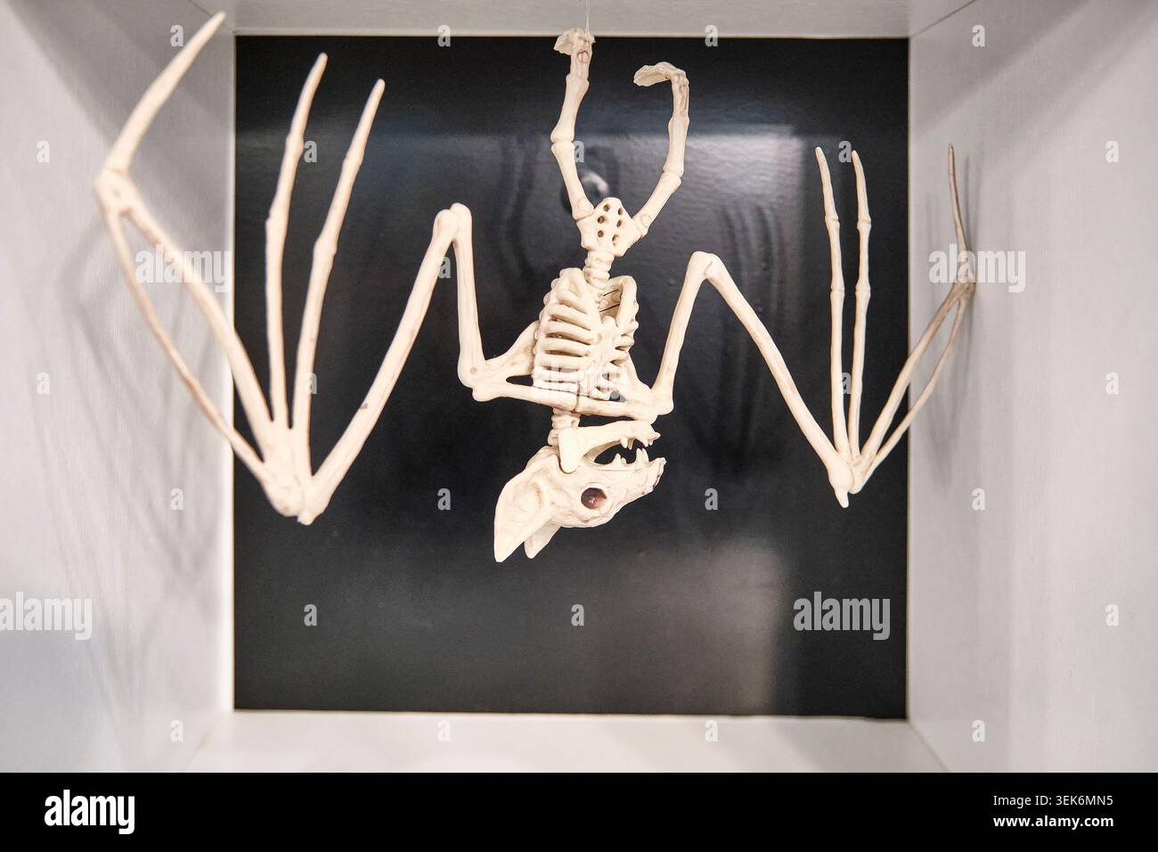 Educational or decorative model of bat skeleton hanging upside down ...