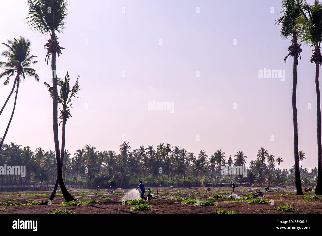 Maldives, Thoddoo - 22 Feb 2022: Workers irrigating green crop fields ...