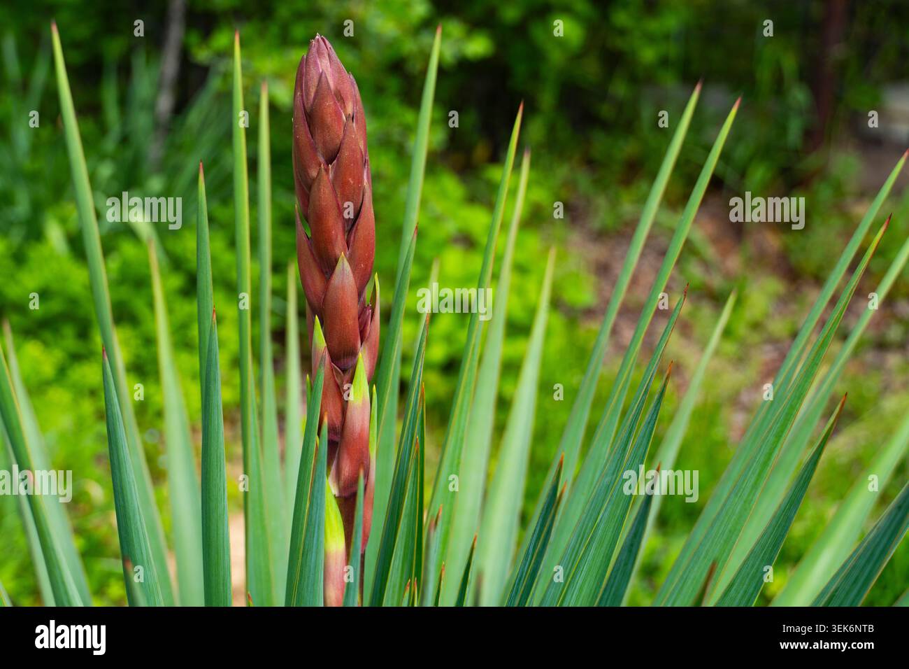 Close-up of plant with long pointed green leaves and central reddish ...