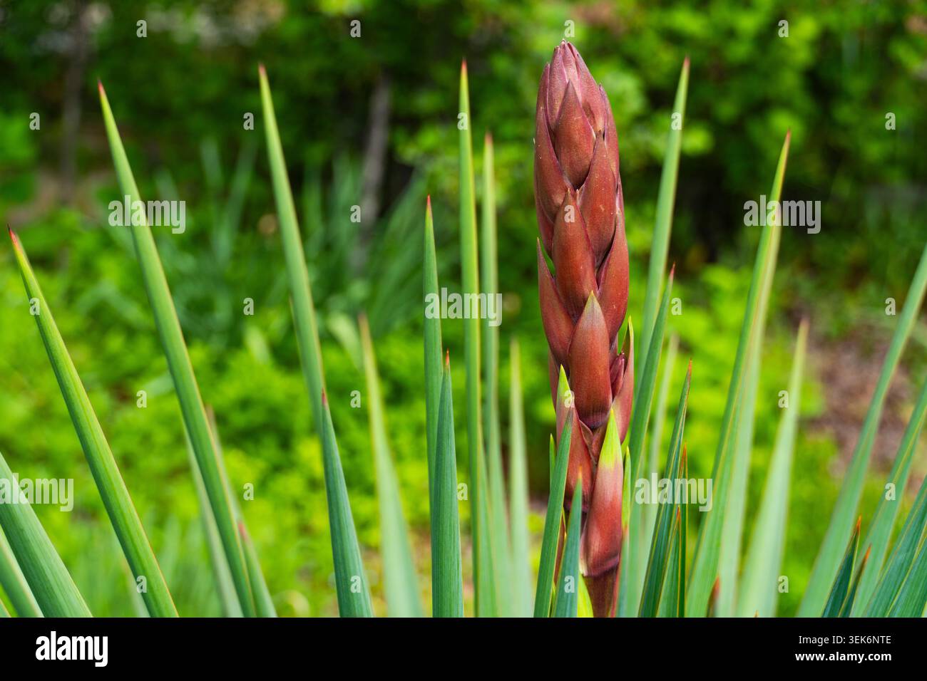 Close-up of plant with long pointed green leaves and central reddish ...