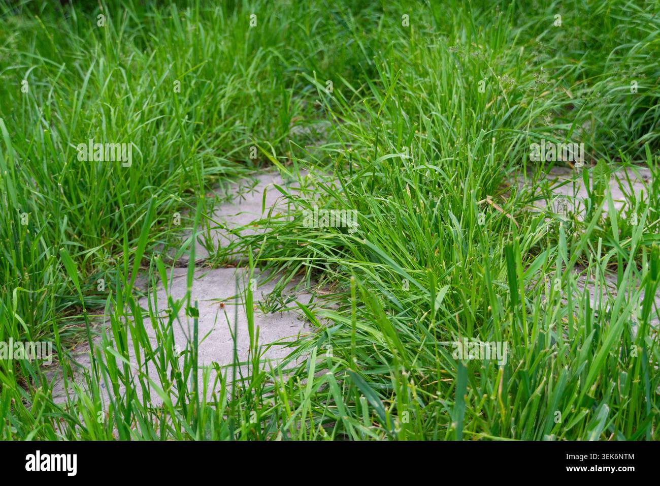 Stone pathway partially covered by tall overgrown grass in garden ...