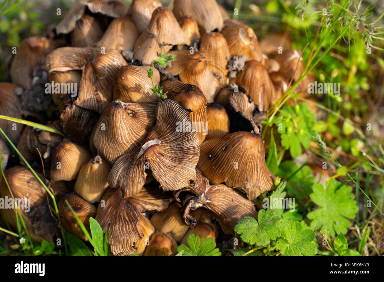 Dense cluster of brown mushrooms growing among green grass near stone ...
