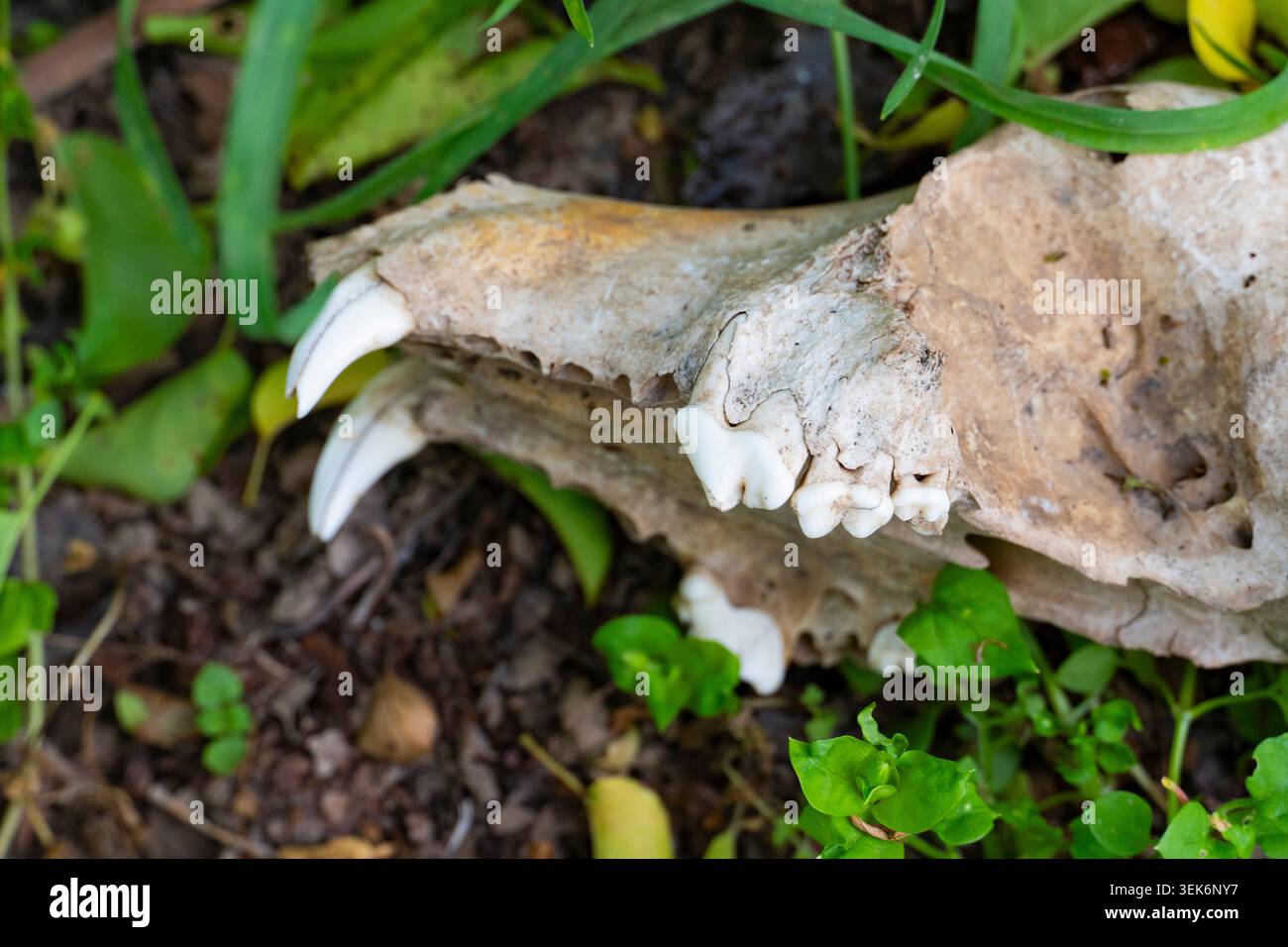 Weathered animal skull lying among green leaves and soil, symbolizing ...