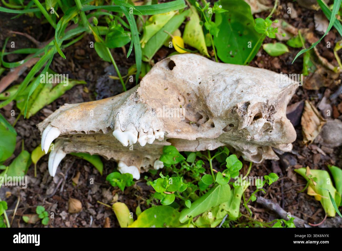 Weathered animal skull lying among green leaves and soil, symbolizing ...