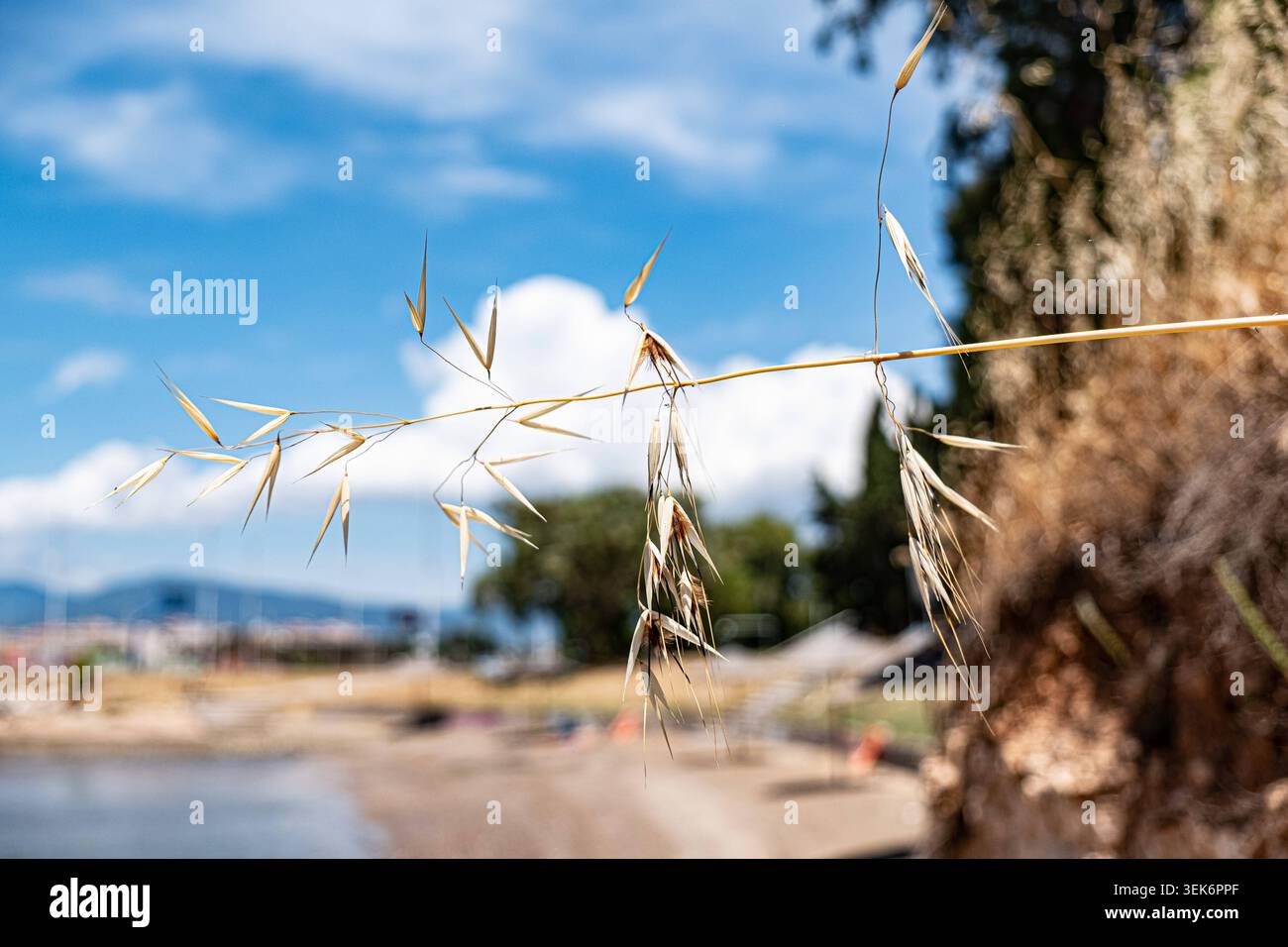 Am Strand von Nea Artaki auf der Insel Euboea am 19. Mai 2026. GREECE ...