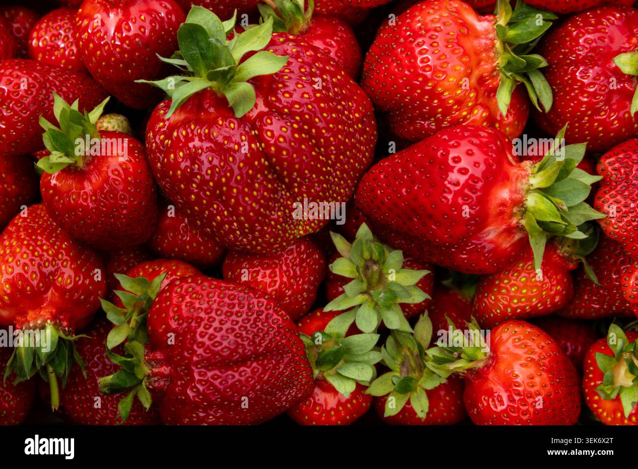 High-resolution close-up of ripe red strawberries filling the entire ...