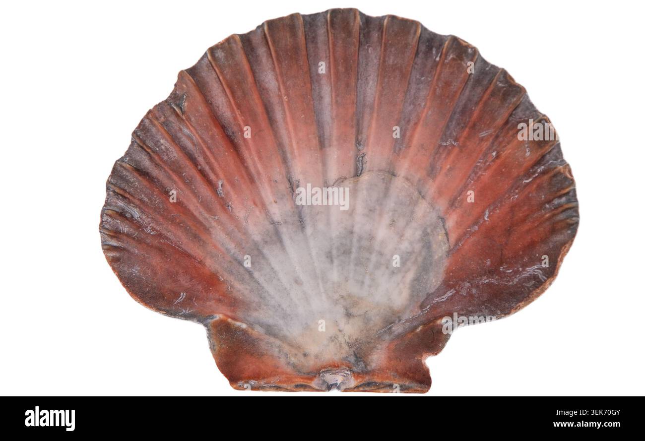Red Scallop Seashell isolated on white background. Natural textured ...