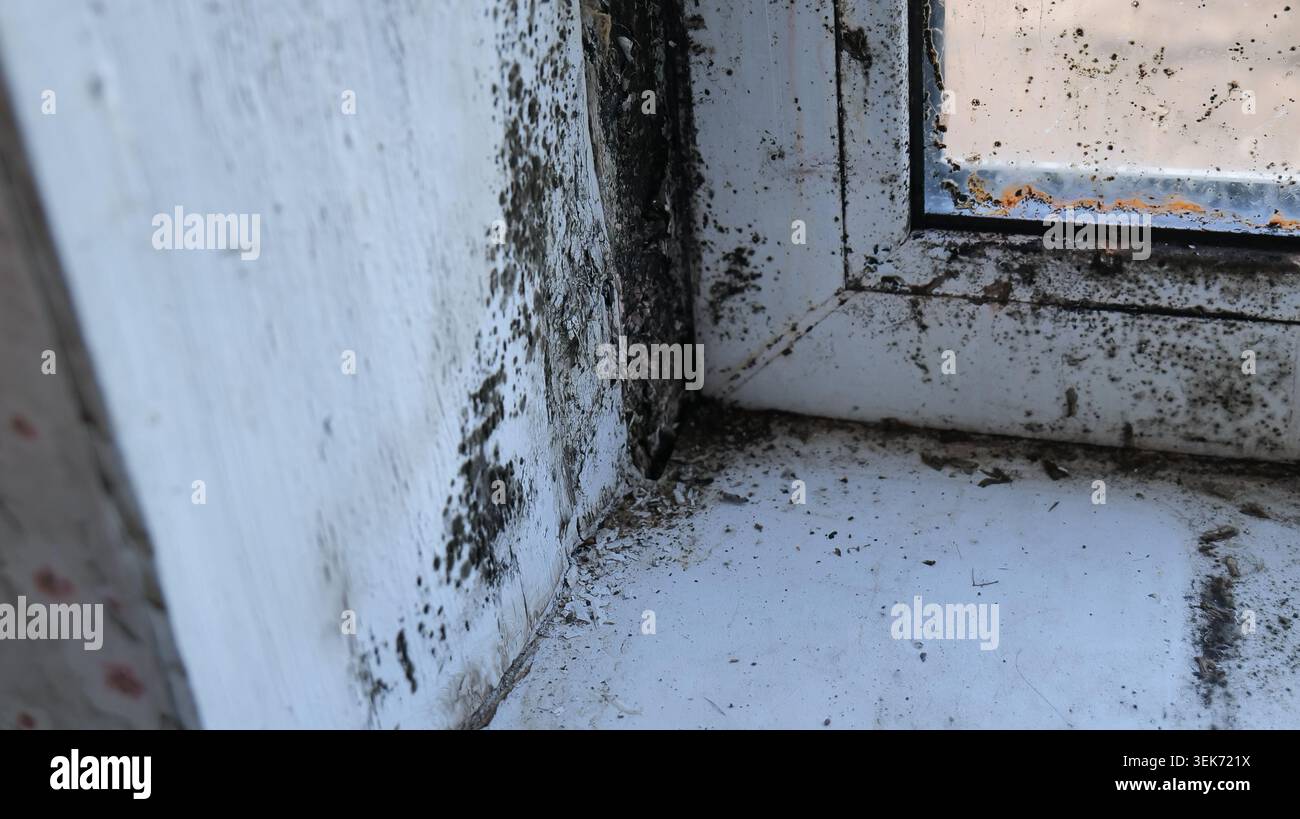 Black Mold on Window Sill and Frame Corner Stock Photo - Alamy