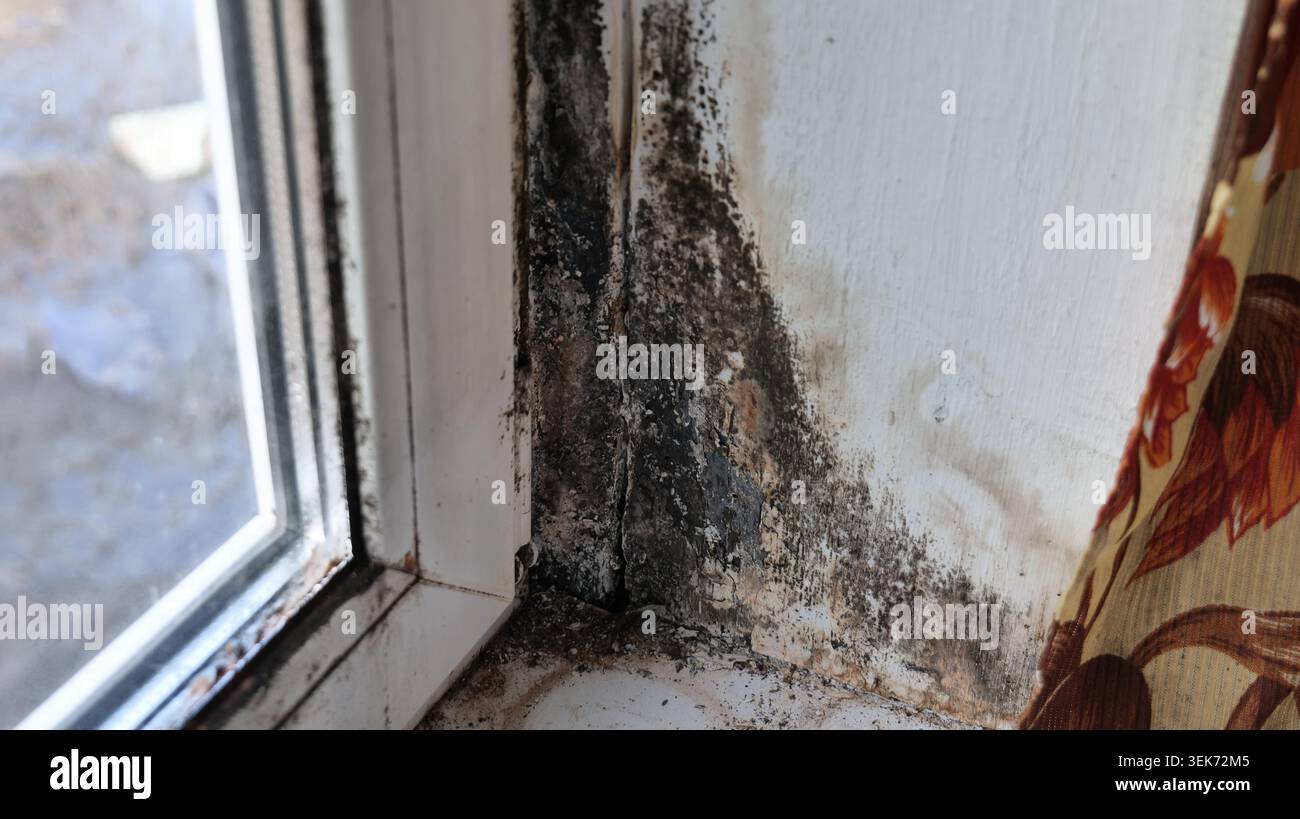 Black Mold on Window Sill and Frame Corner Stock Photo - Alamy