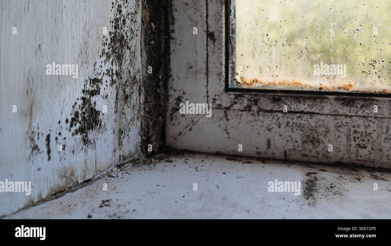 Black Mold on Window Sill and Frame Corner Stock Photo - Alamy