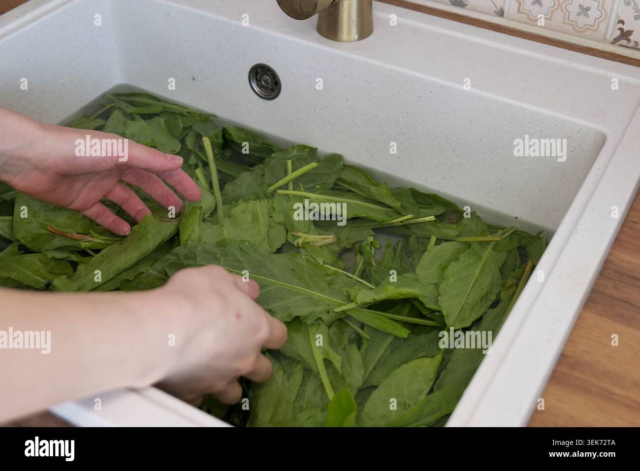 Washing Fresh Sorrel Leaves in Kitchen Sink Stock Photo - Alamy