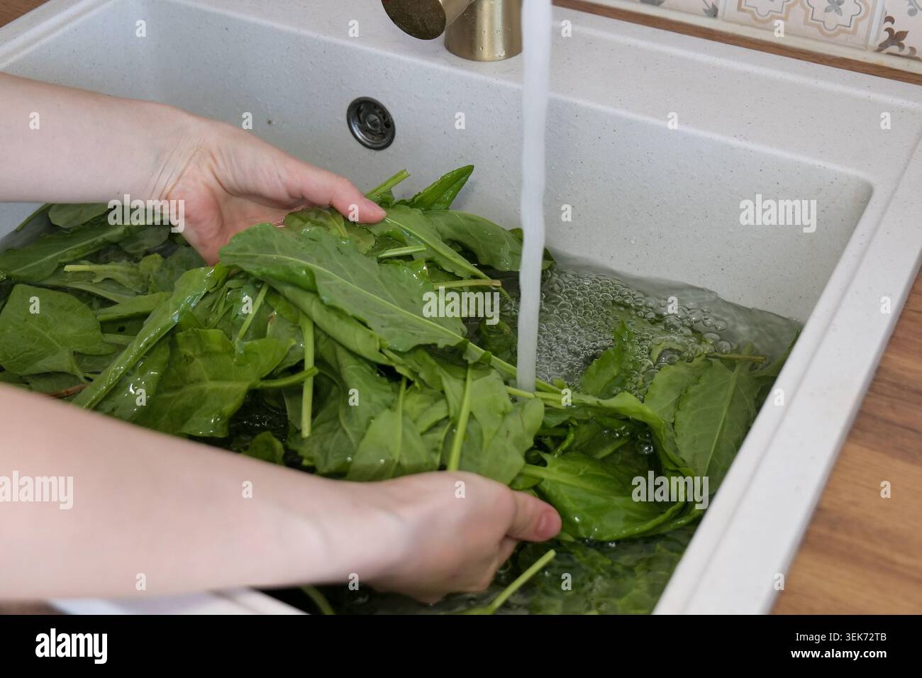 Washing Fresh Sorrel Leaves in Kitchen Sink Stock Photo - Alamy