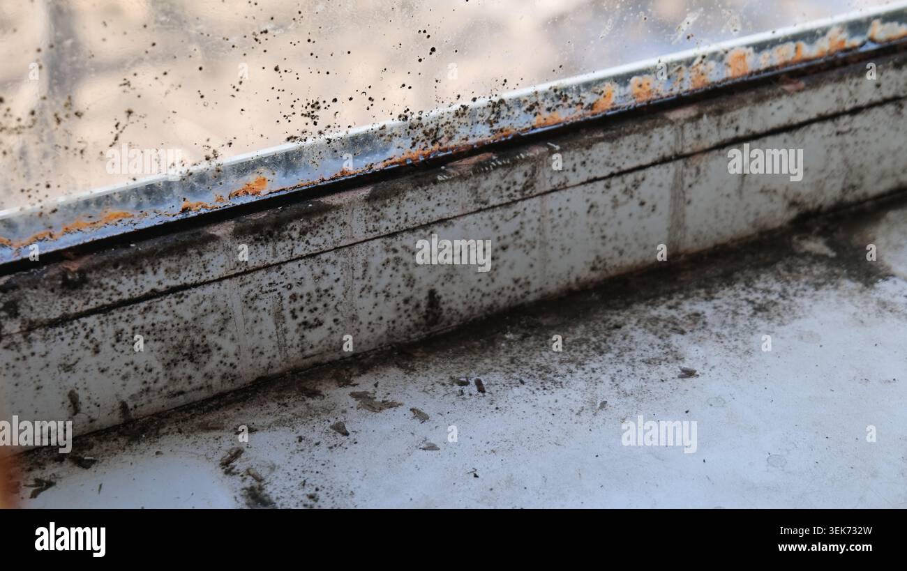 Black Mold on Window Sill and Frame Corner Stock Photo - Alamy