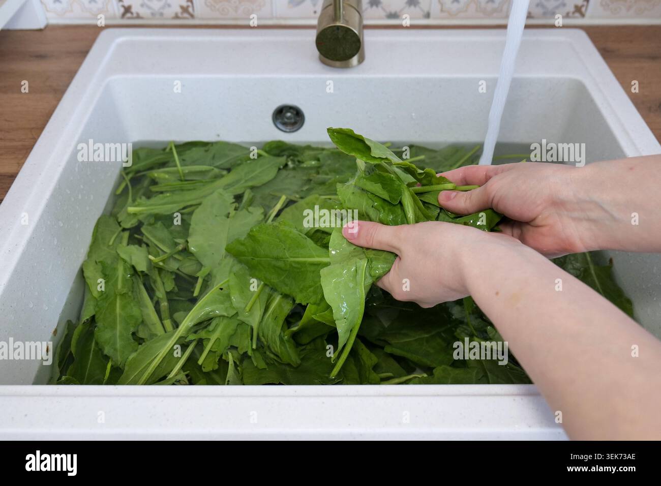 Washing Fresh Sorrel Leaves in Kitchen Sink Stock Photo - Alamy