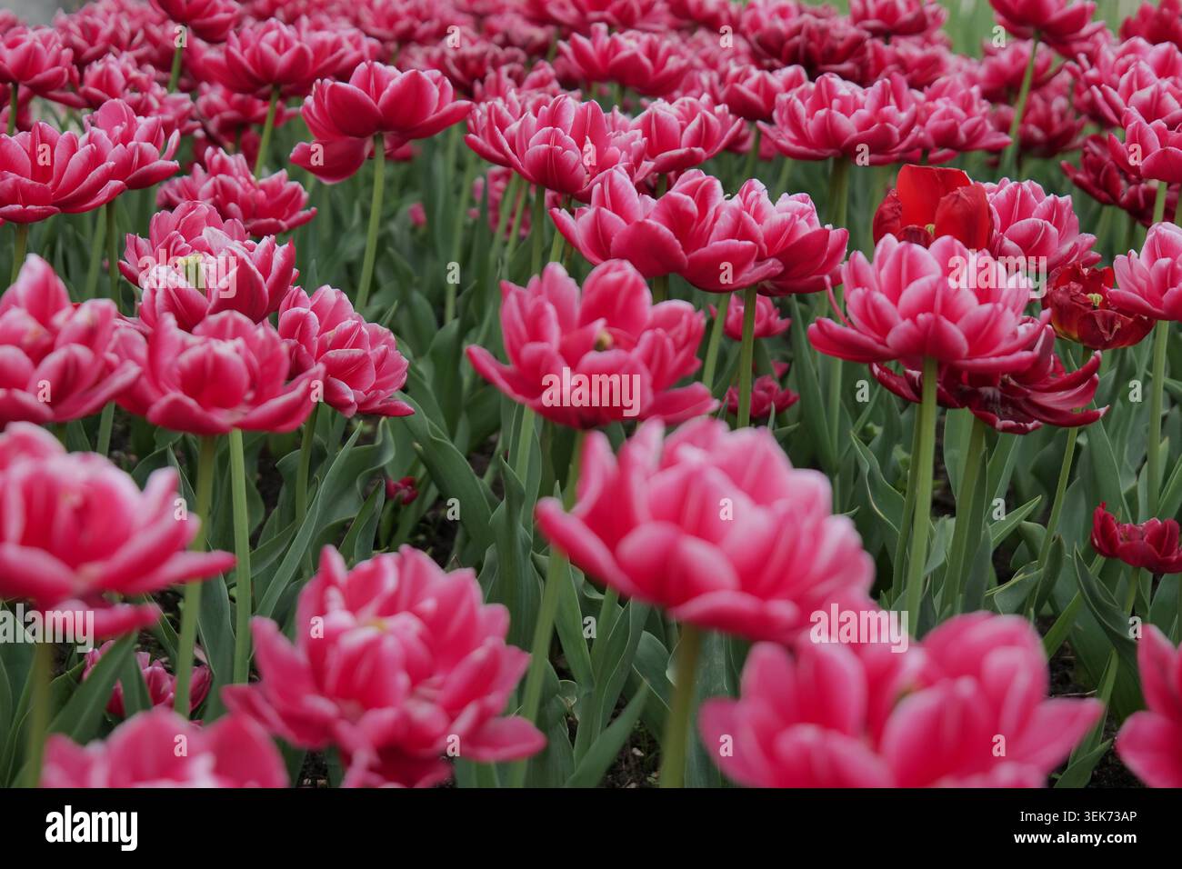 Red Tulips with White Edges in Full Bloom Close Up Stock Photo - Alamy