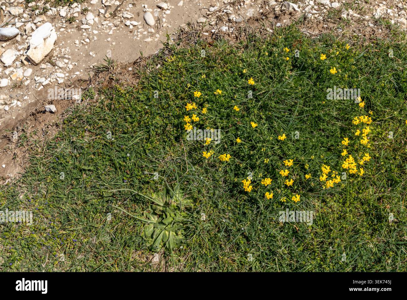 Picturesque coastal landscape of Lakosaše Beach near Medulin on the ...