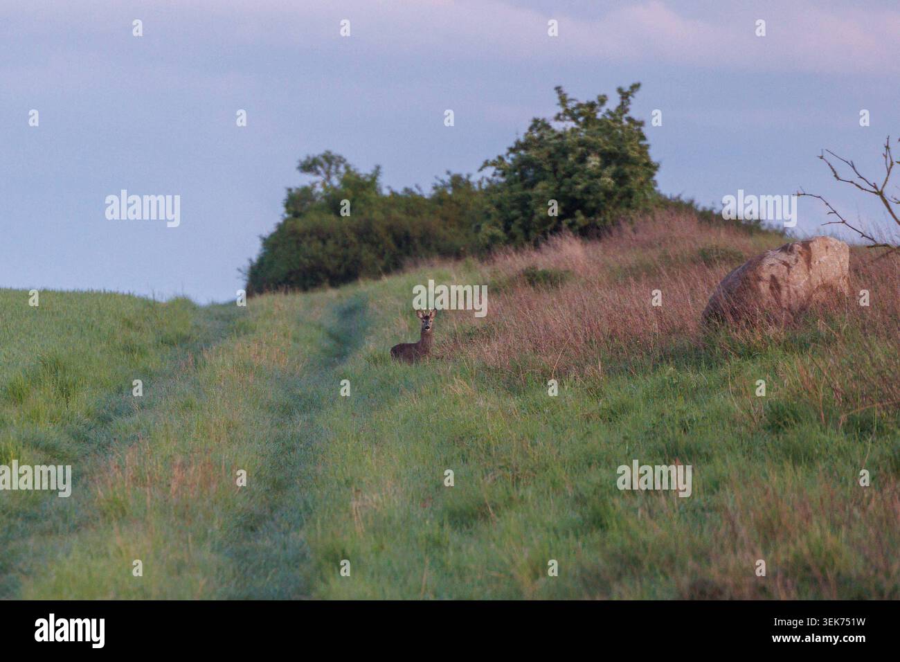 14.05.2026 - Rehbock beobachtet Fotografen Mecklenburg-Vorpommern ...