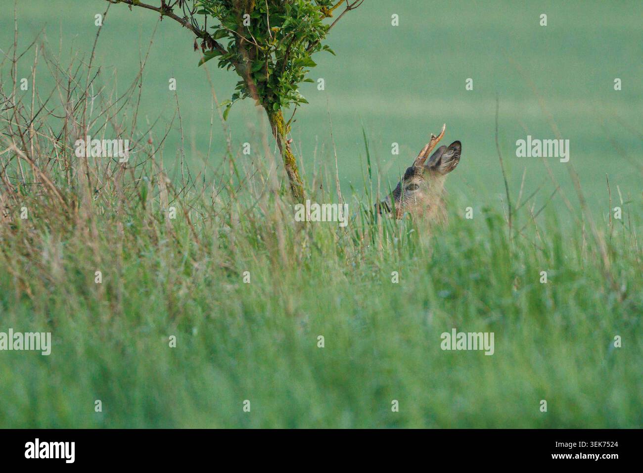 14.05.2026 - Rehbock beobachtet Fotografen Mecklenburg-Vorpommern ...