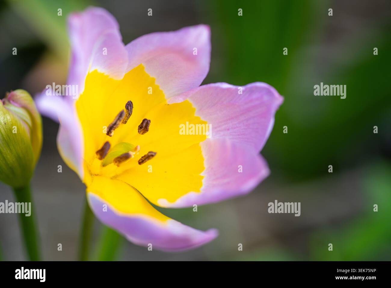 A detailed macro photograph showcasing the delicate petals of a pink ...