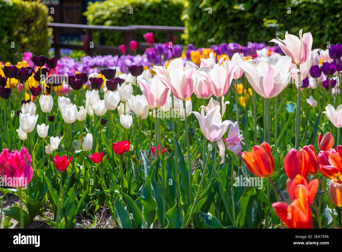 A vibrant array of colorful tulips bloom in a garden, bathed in ...