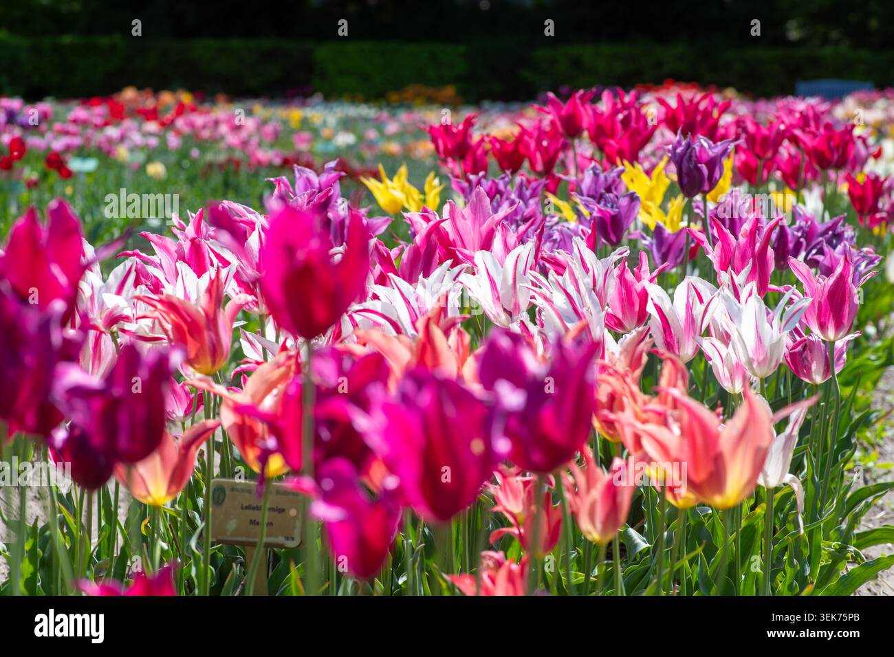 Close up of colorful tulips in a field featuring various colors, and ...