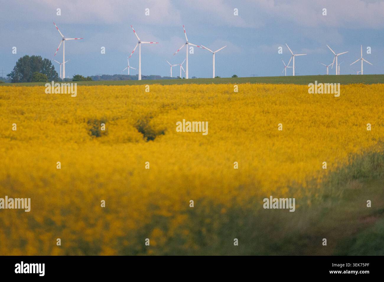 14.05.2026 - Im Hintergrund drehen sich Windräder. Vorn ein Rapsfeld ...