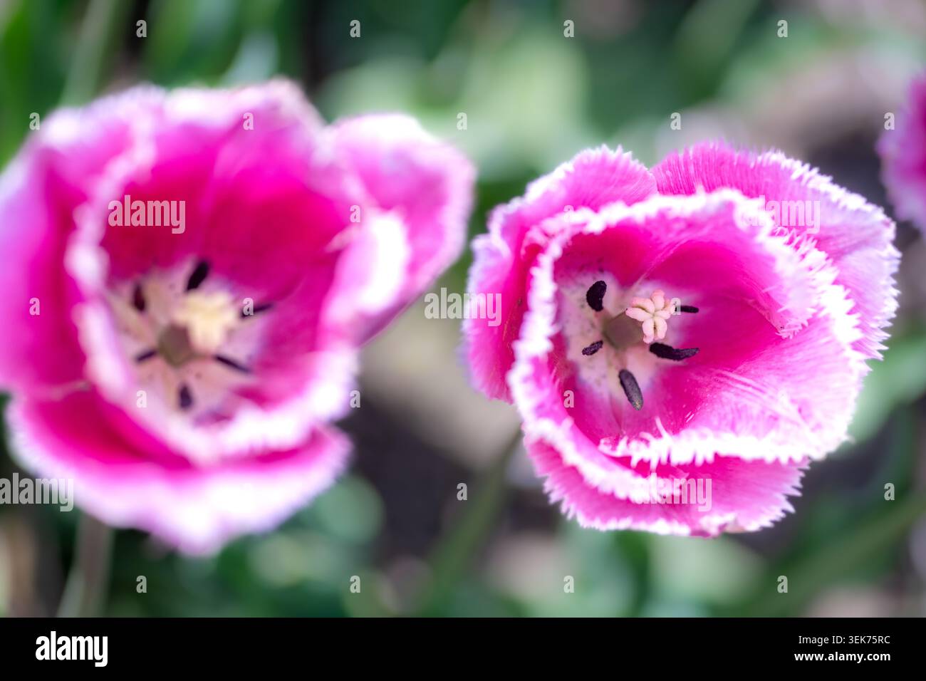 Extreme close up of two vibrant pink fringed tulips. Soft focus ...