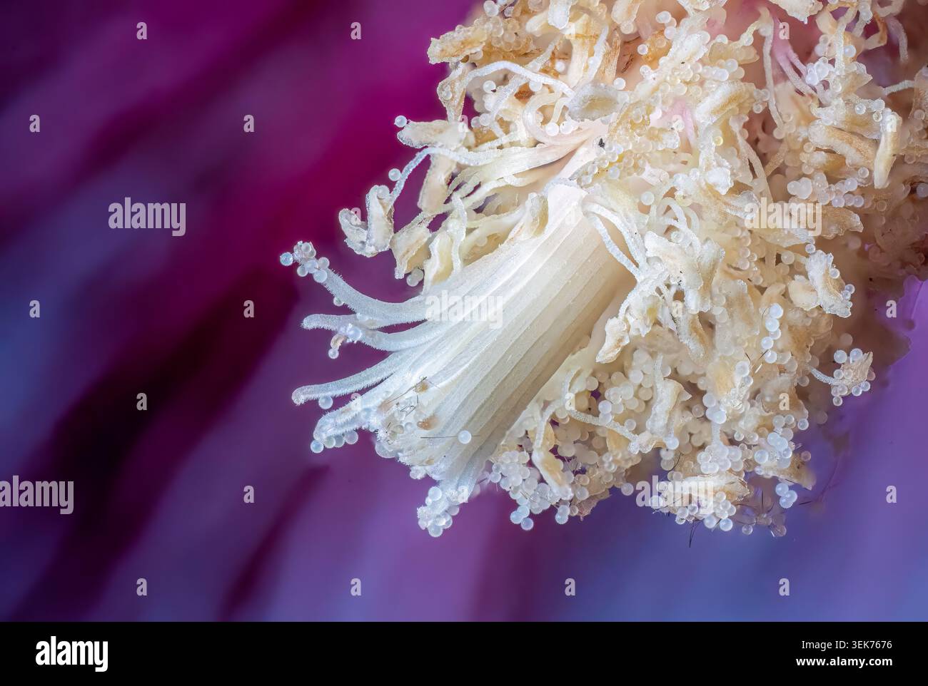 Extreme close up of a translucent white nudibranch sea slug featuring ...
