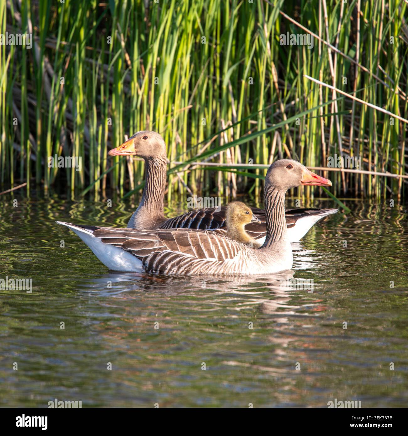 A serene natural scene captures two adult geese swimming side by side ...