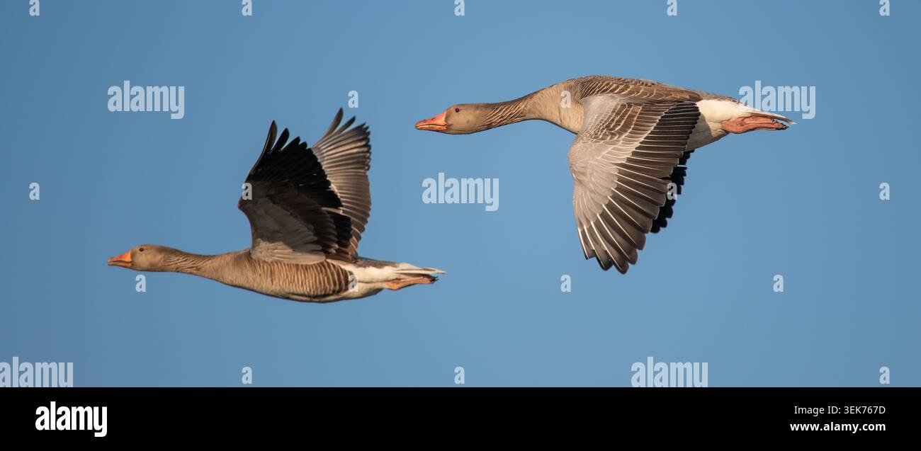 Two wild geese in flight against a bright blue sky Stock Photo - Alamy