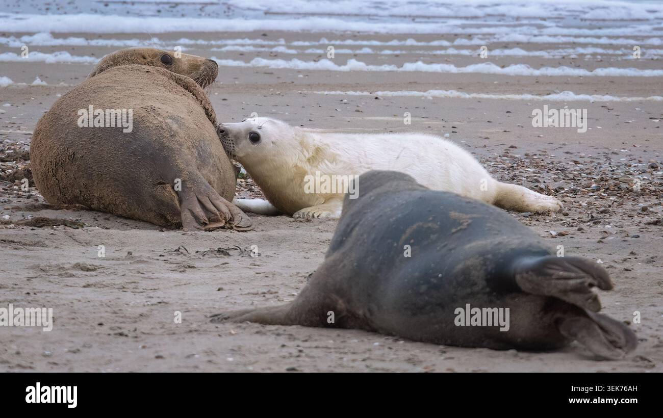 A grey seal pup suckles from her mother seal, covered in sand on a ...