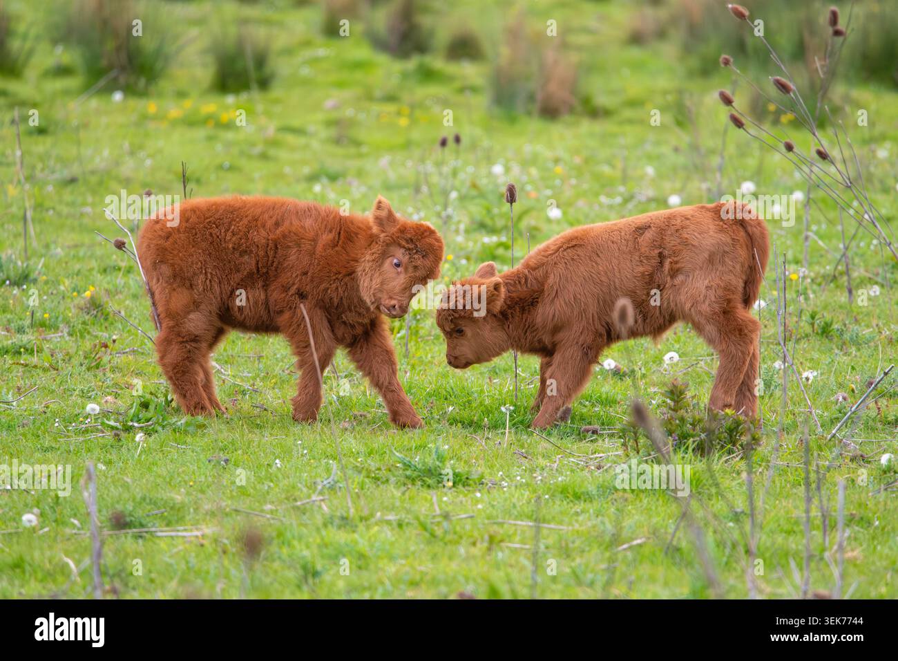 Two adorable, shaggy red brown Highland cattle calves stand nose to ...