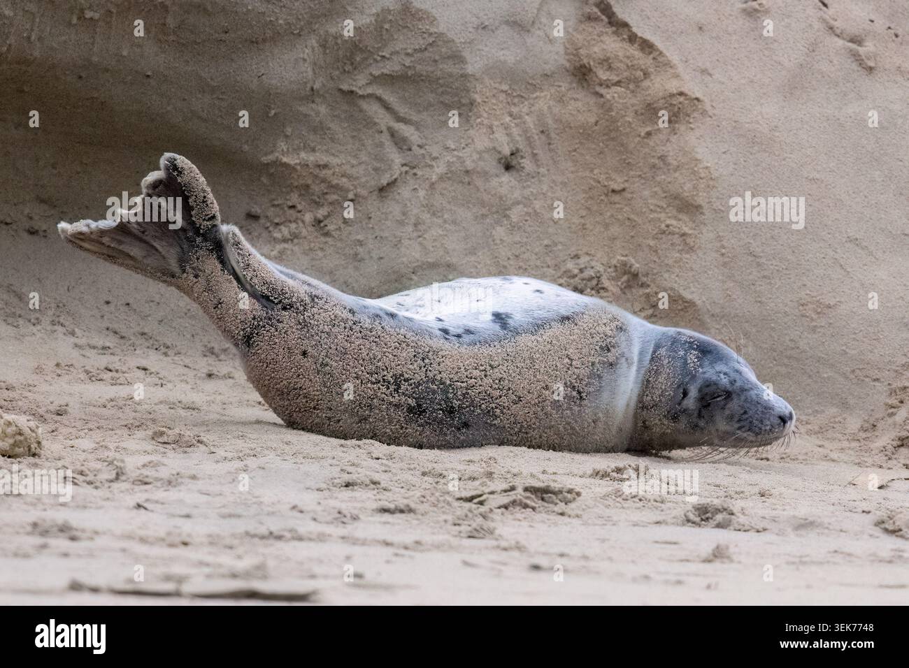 A seal lies on a sandy beach, partially covered in sand and some white ...
