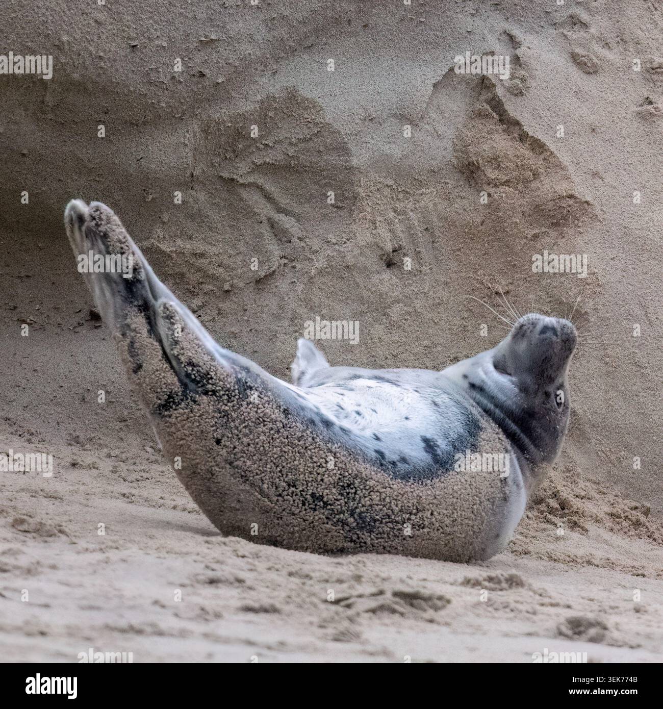A seal rests on a sandy shore with its body arched. The seal has gray ...
