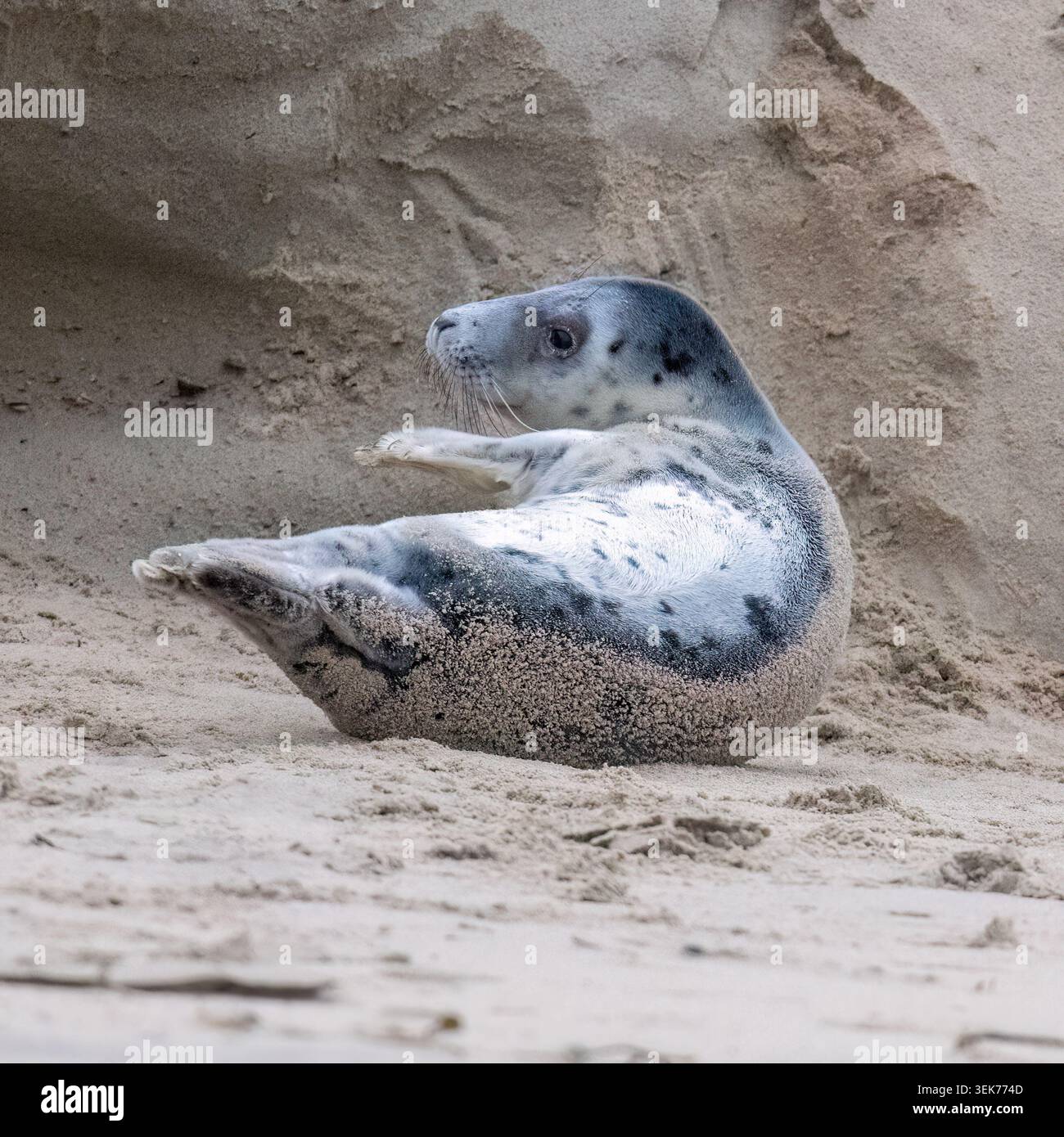 A young seal with gray and white fur lies on a sandy beach, partially ...
